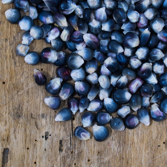 Whole Corn Kernels (certified organic) - Barton Springs Mill